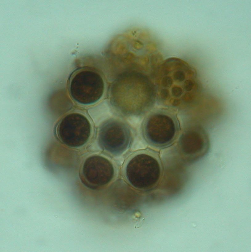 Plankton - Planktonia